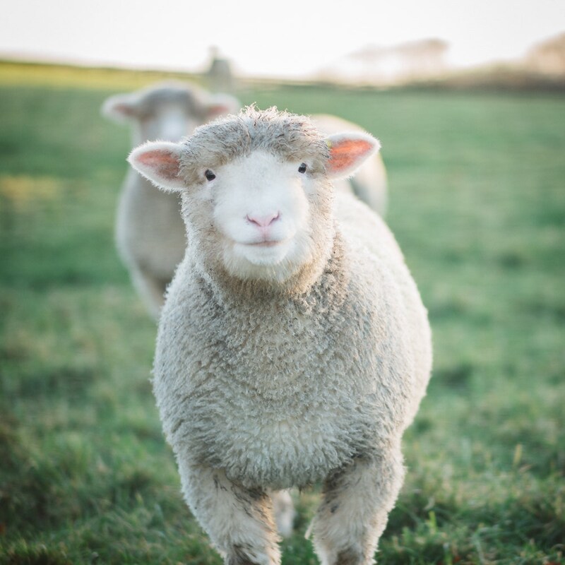Irish Sheep - Etsy