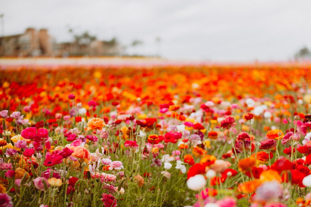 Colorful Flower Field Print, Ranunculus Flowers Framed Fine Art 11x14 ...