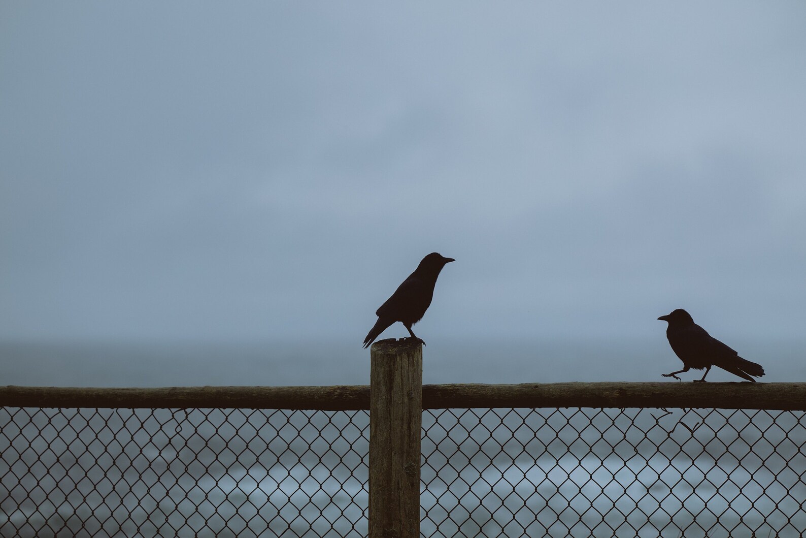 Oregon Coast Crow Photograph – Pacific Northwest Wall Art - Etsy