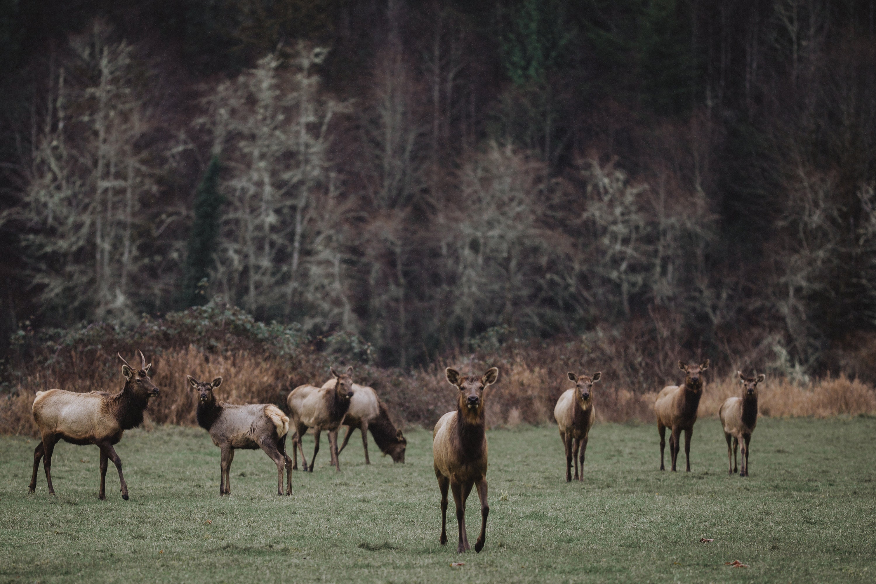 Elk Herd in Oregon Photo Nature Photography Animals in the | Etsy