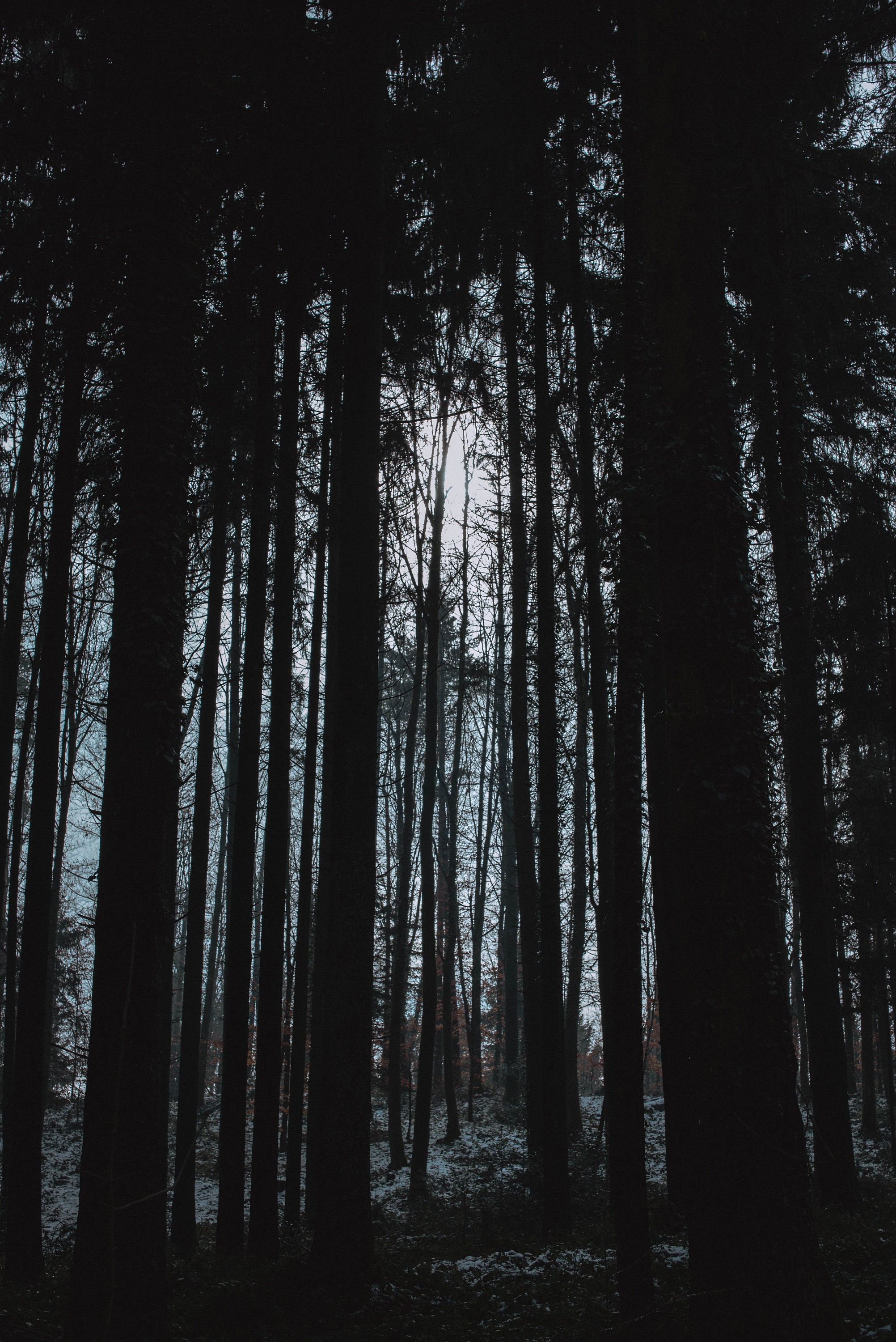 Dark Forest Art