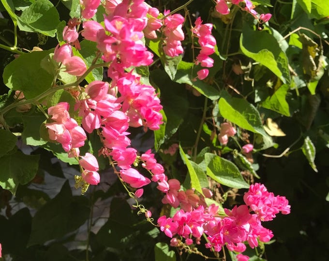 Coral Vine Plant, ANTIGONON LEPTOPUS, Chinese Love Vine, Queen's Crown ...