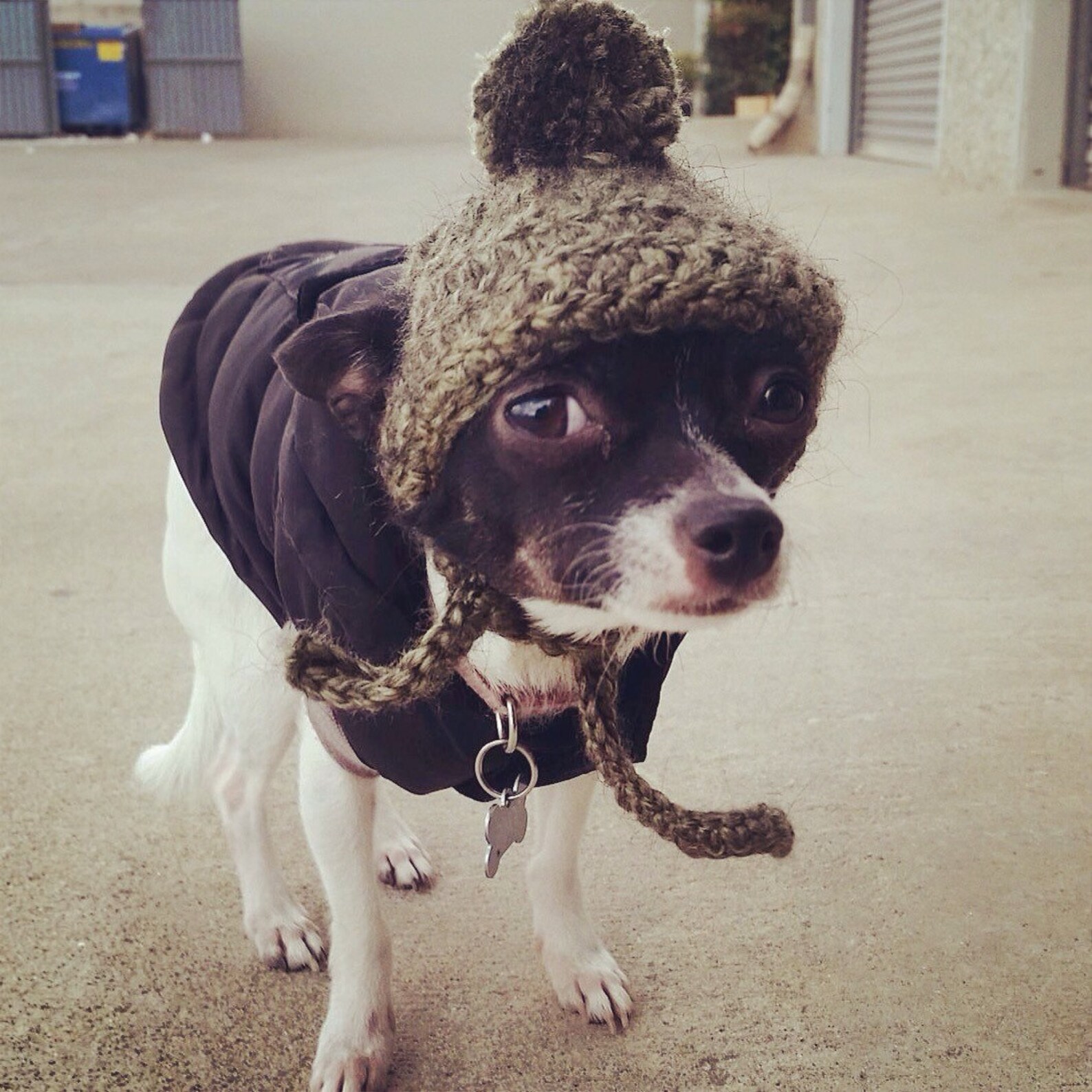 Crocheted Dog Beanie - Etsy