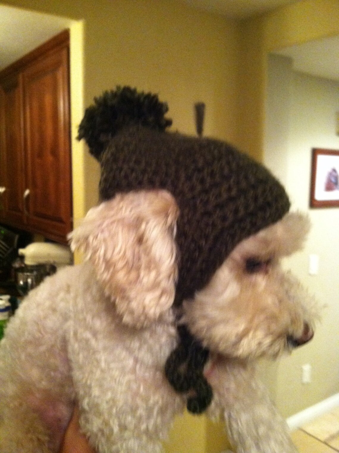 Crocheted Dog Beanie - Etsy