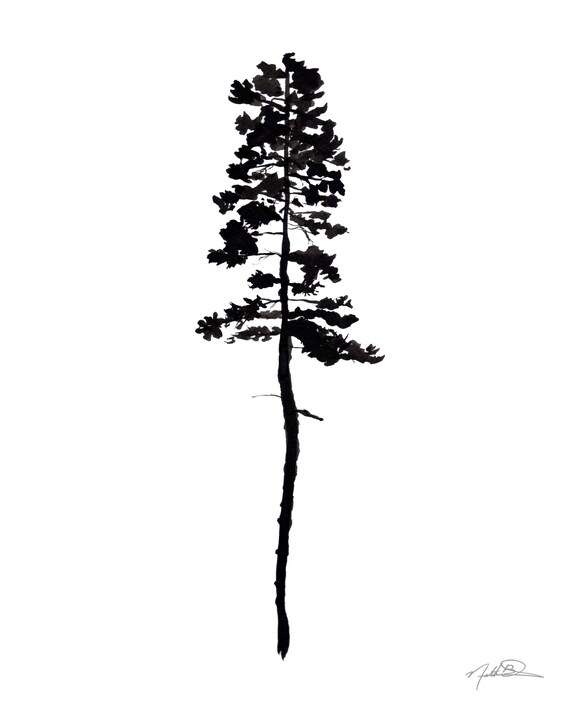 Jack Pine Tree Silhouette