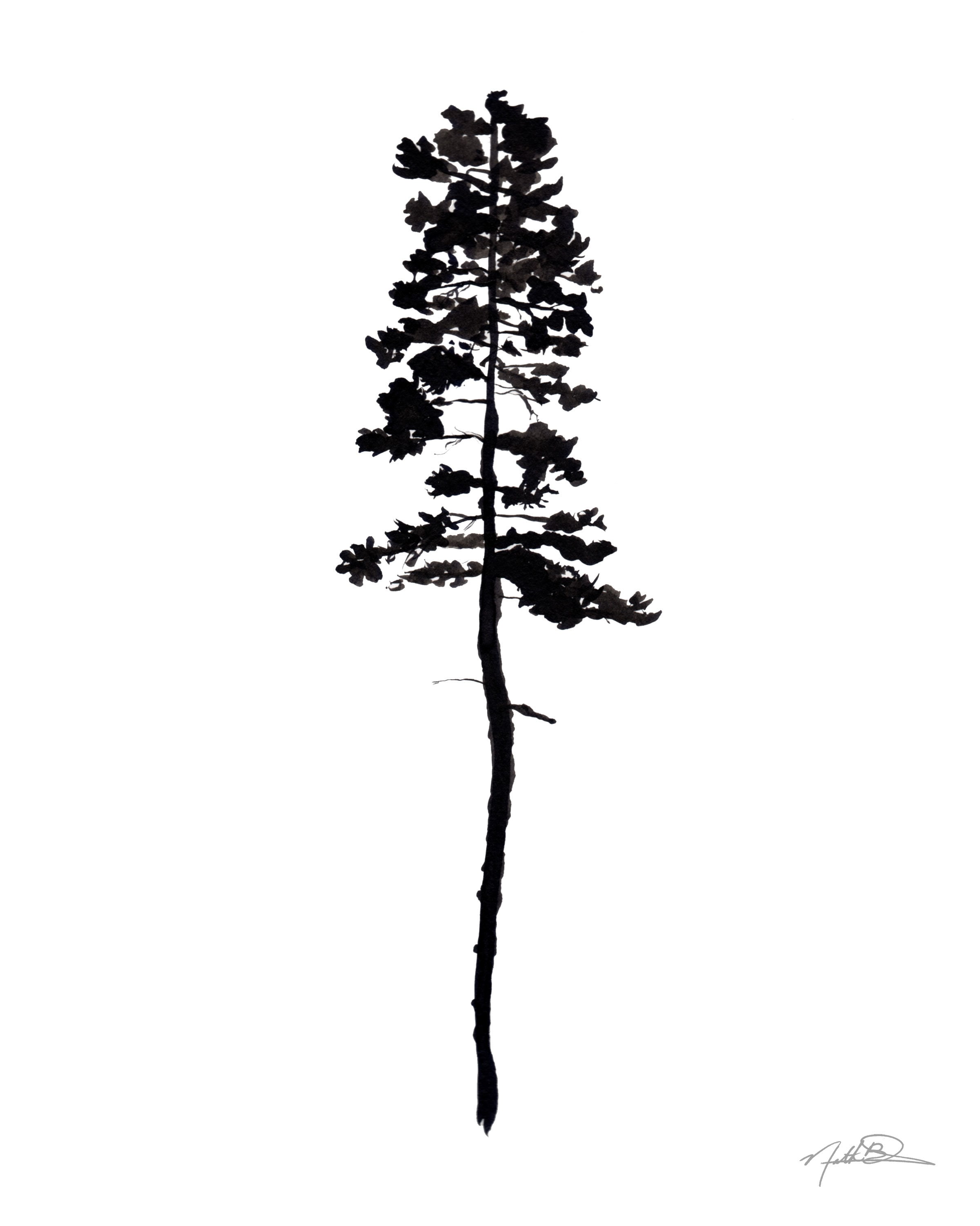 Jack Pine Tree