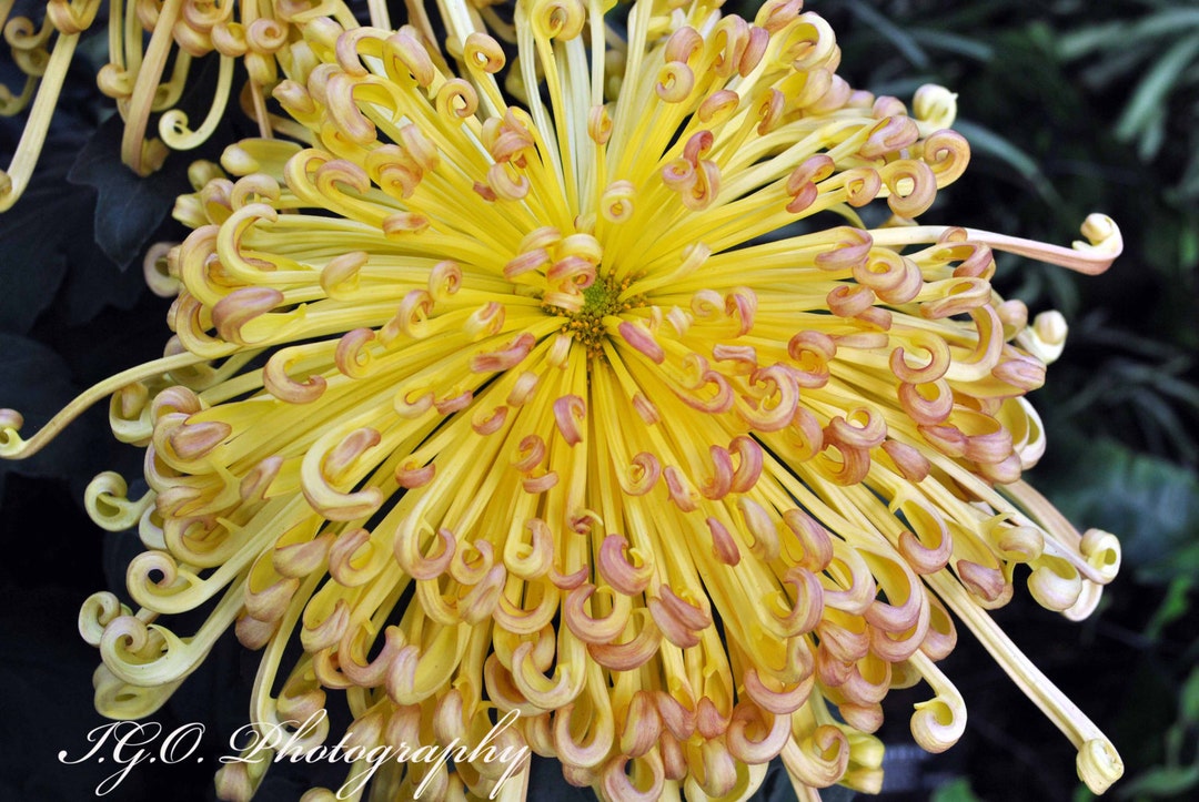 Autumn Photography - Floral Photography - Fine Art Photography - Still ...