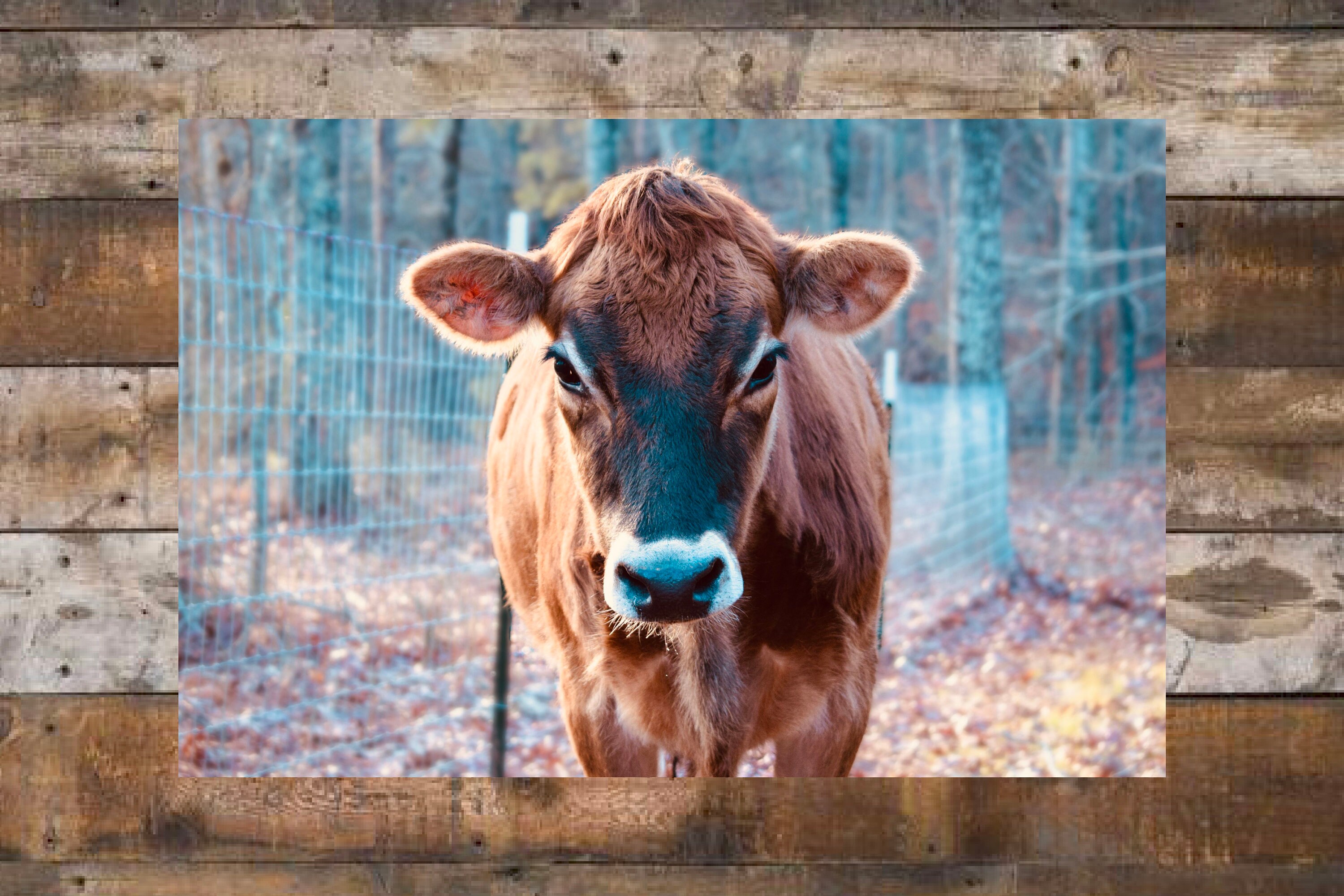 Cow Digital Print jersey Cow - Etsy