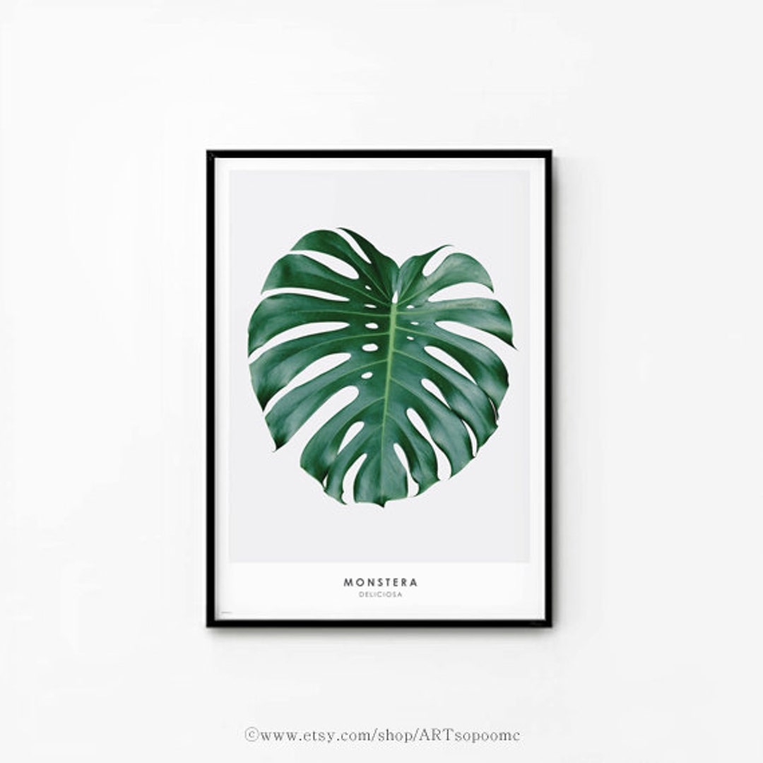 50x70, 40x50, A2 Monstera Leaf Tropical Print Printable Photography ...