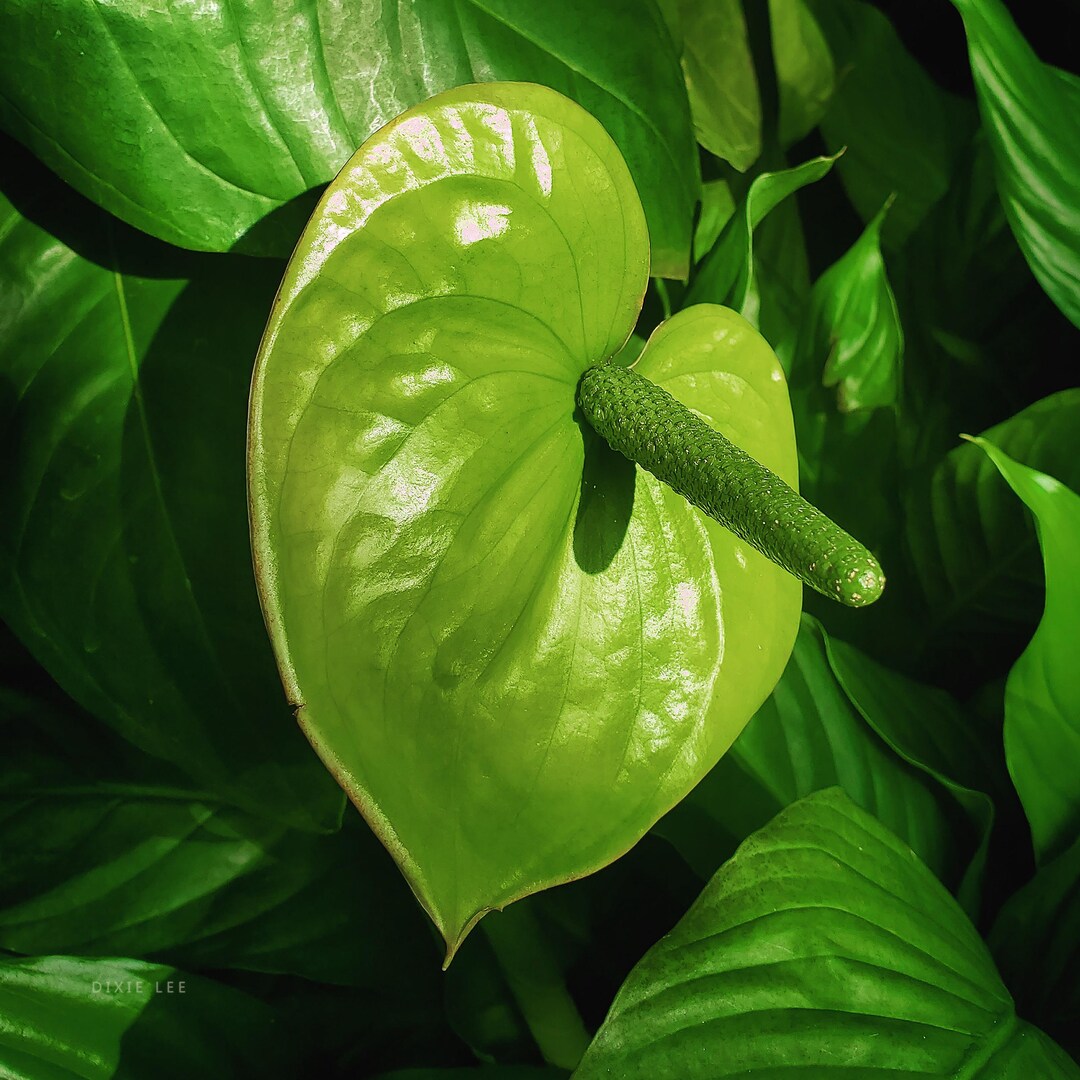 Limited Edition Metal Art Print envy, Anthurium Flower Photography ...