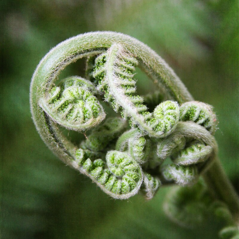 Curly Fern - Etsy