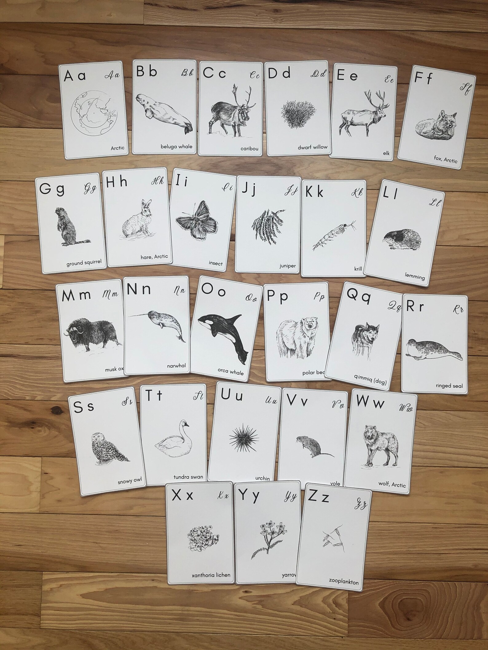 Arctic Tundra Biome Nature and Animal Unit- ABC Flashcards, Narwhal ...