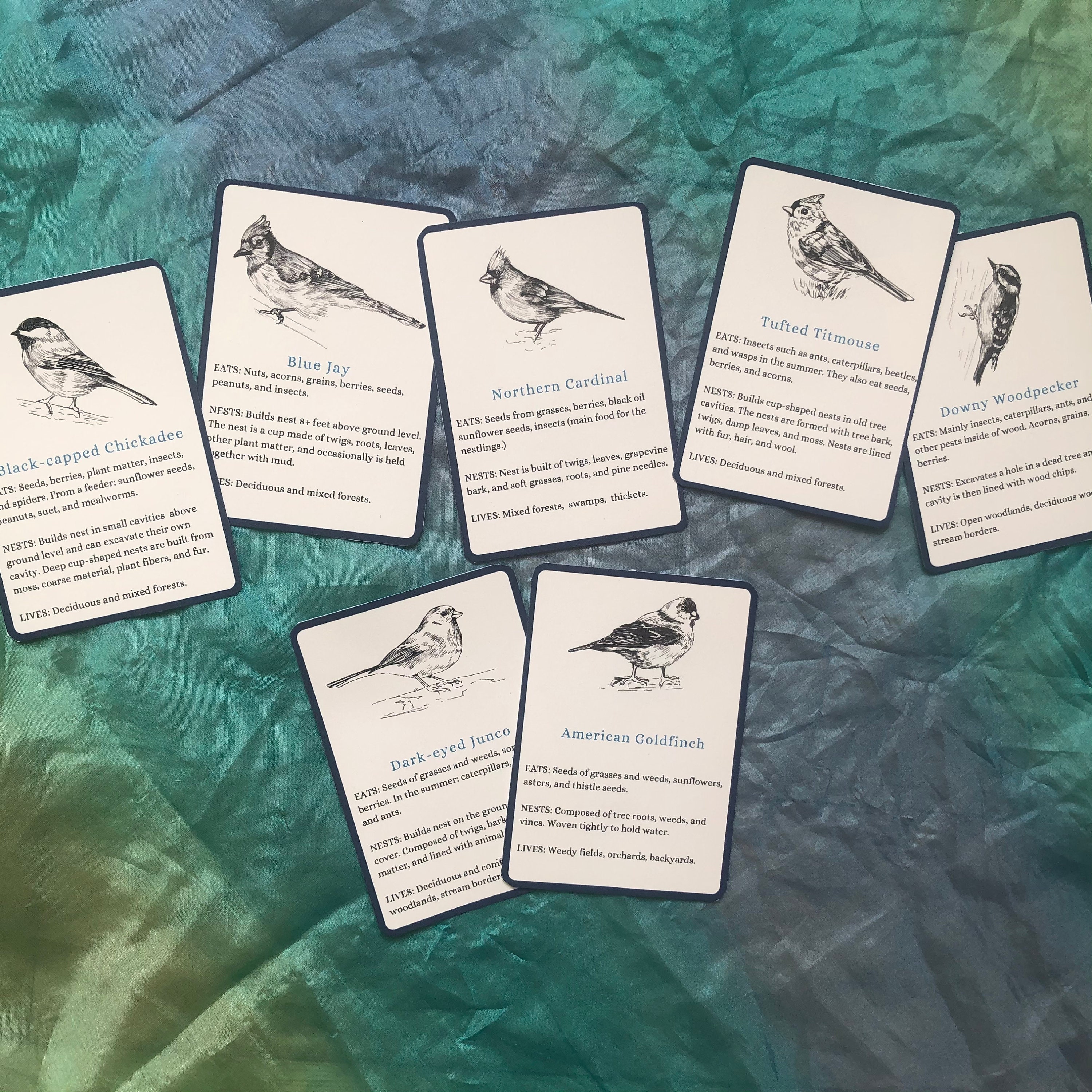 New England Winter Bird Identification -counting, Number Tracing ...