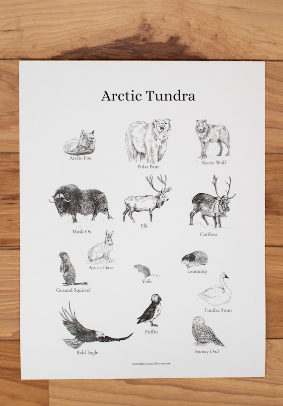 How To Draw Tundra Animals