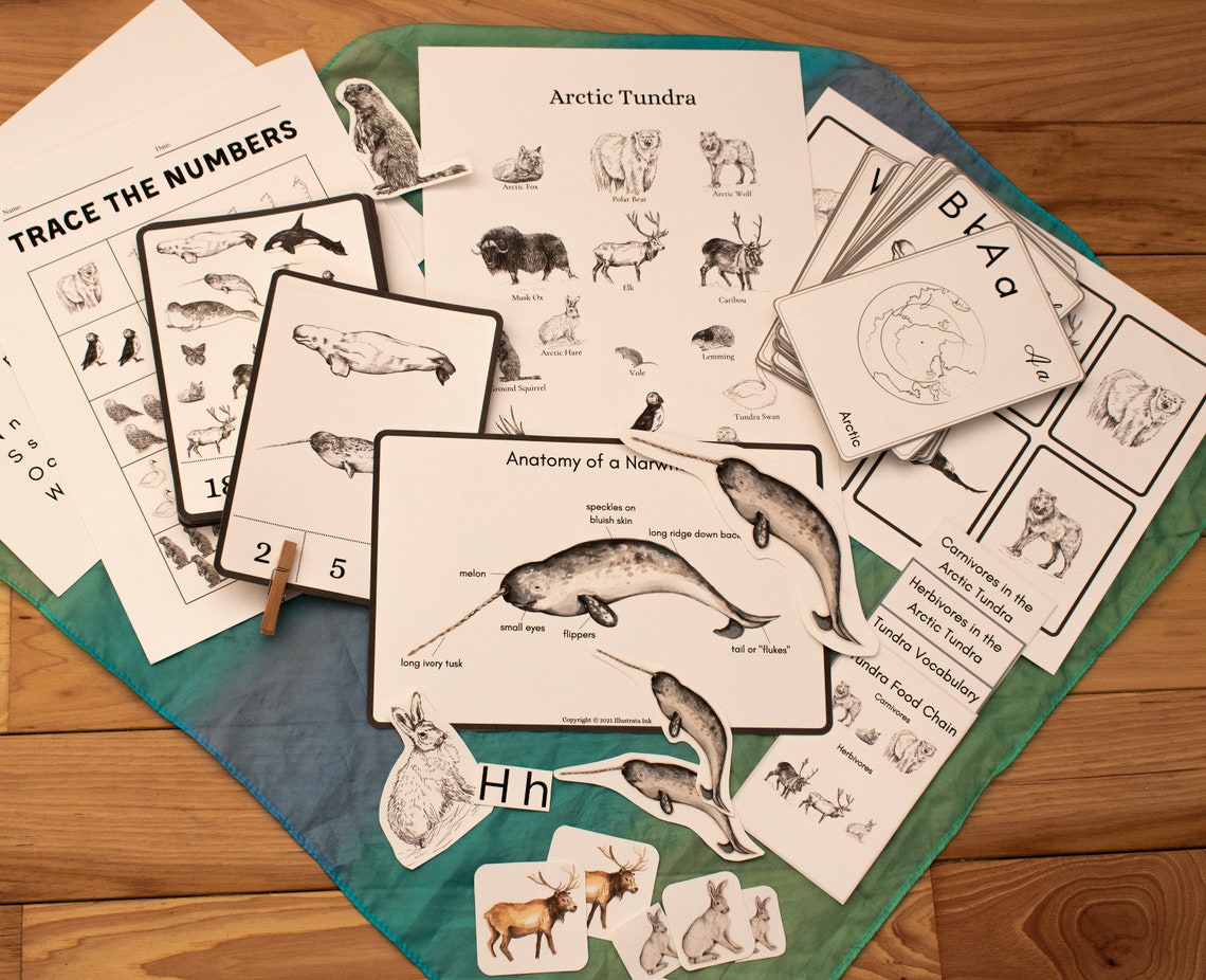 Arctic Tundra Biome Nature and Animal Unit ABC Flashcards, Narwhal ...