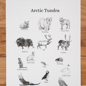 Arctic Tundra Biome Nature and Animal Unit- ABC Flashcards, Narwhal ...