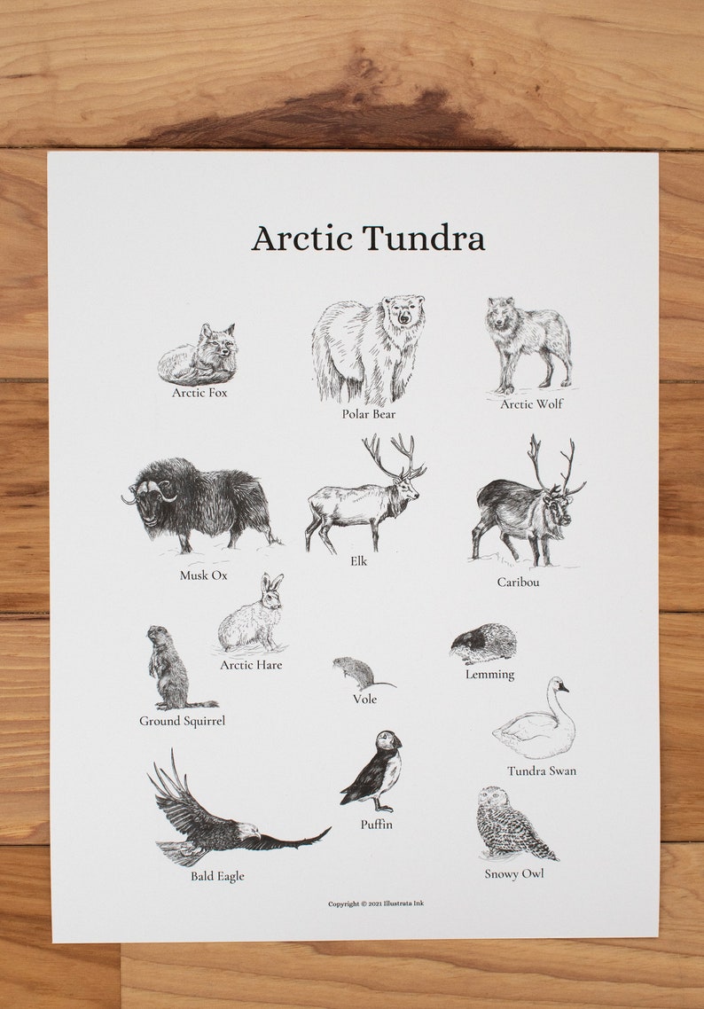 Arctic Tundra Biome Nature and Animal Unit ABC Flashcards, Narwhal ...