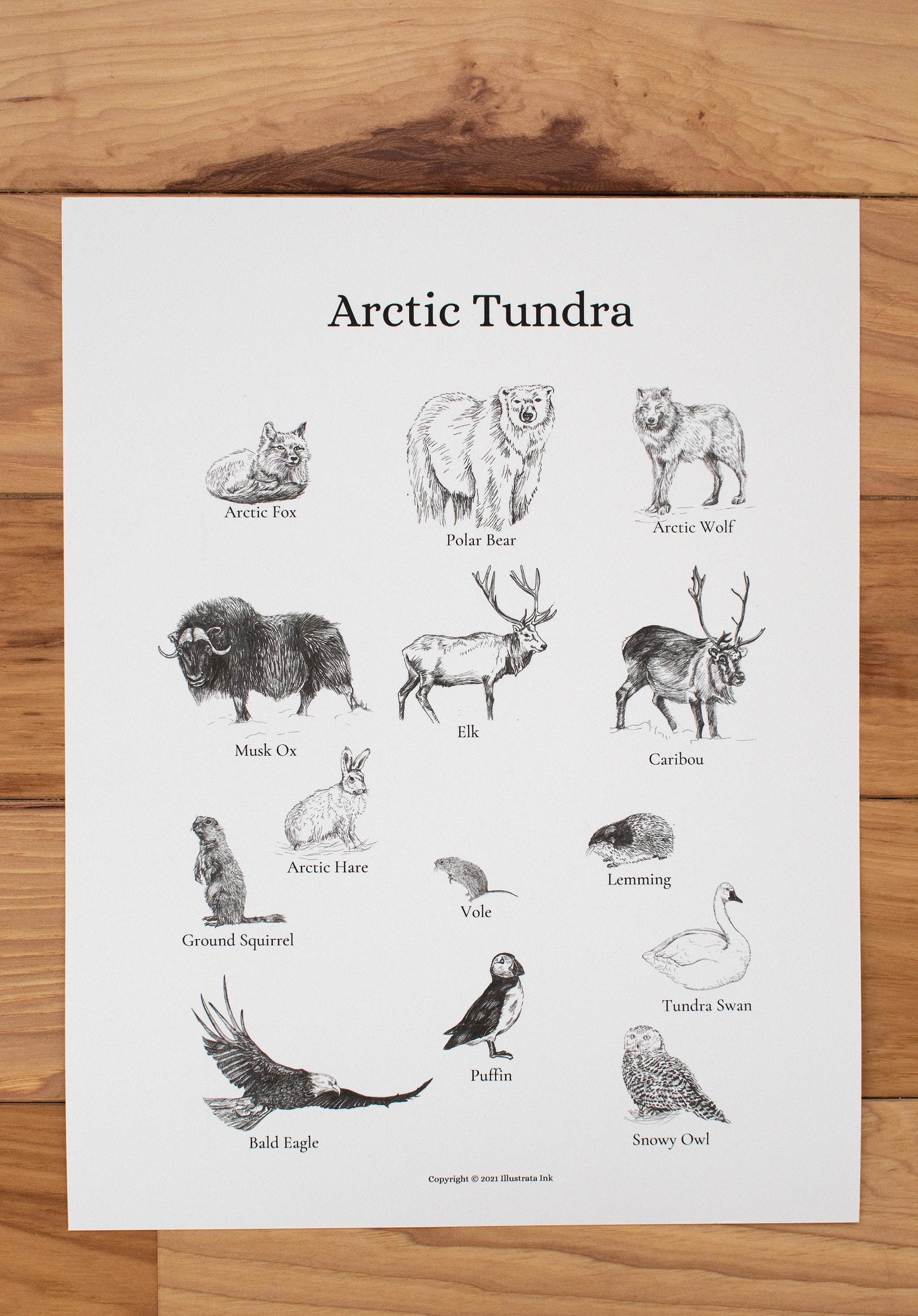 Arctic Tundra Biome Nature and Animal Unit ABC Flashcards, Narwhal ...