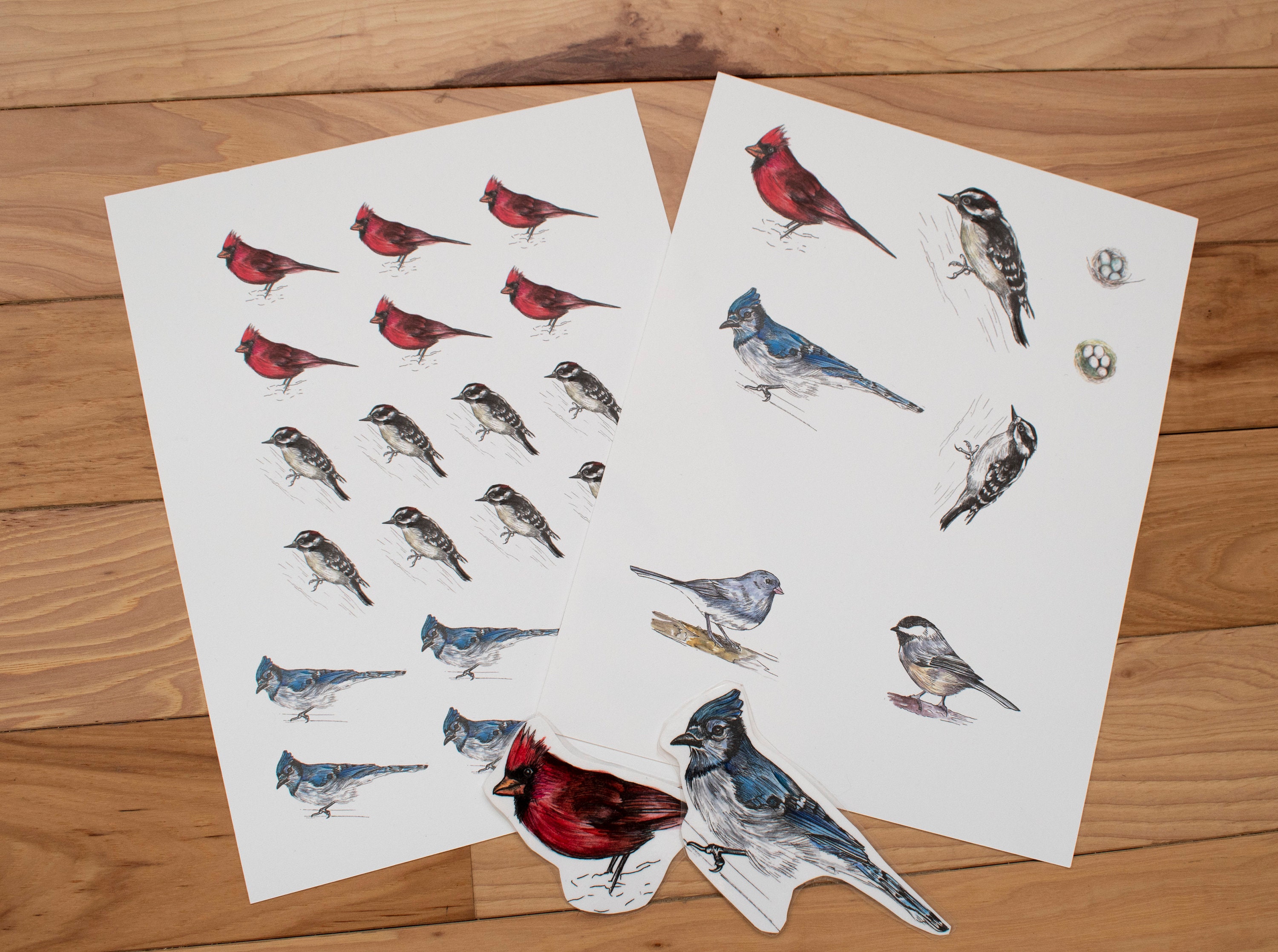 New England Winter Bird Identification -counting, Number Tracing ...