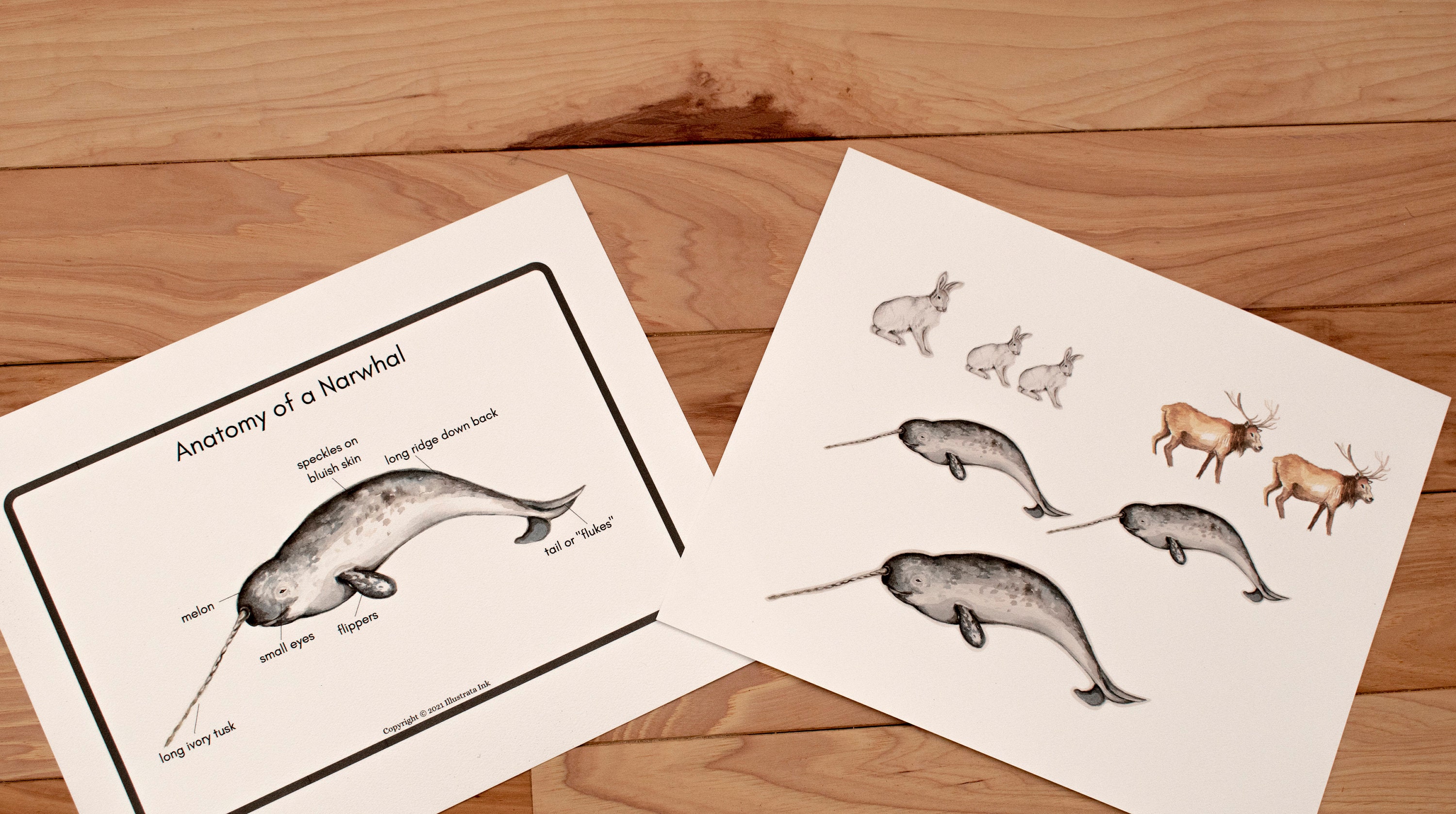 Arctic Tundra Biome Nature and Animal Unit ABC Flashcards, Narwhal ...
