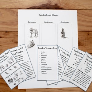 Arctic Tundra Biome Nature and Animal Unit- ABC Flashcards, Narwhal ...