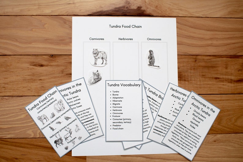 Arctic Tundra Biome Nature and Animal Unit- ABC Flashcards, Narwhal ...