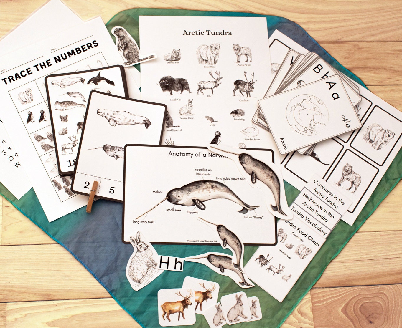 Arctic Tundra Biome Nature and Animal Unit- ABC Flashcards, Narwhal ...