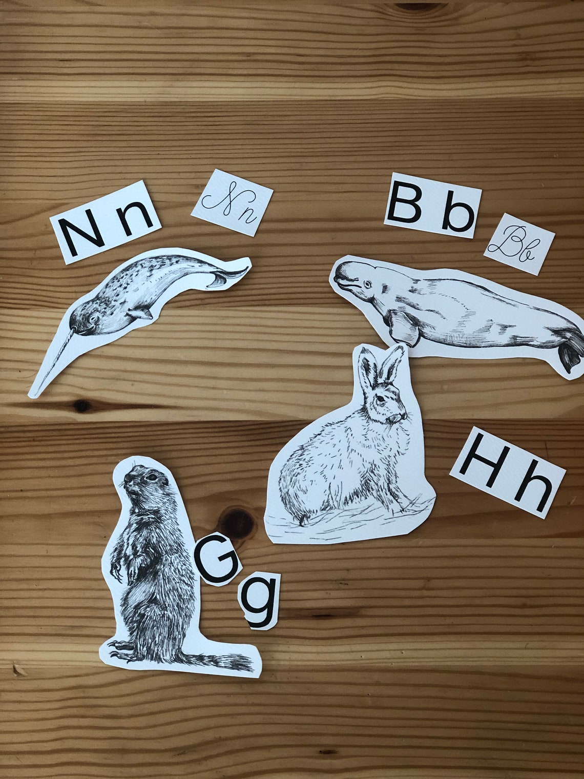 Arctic Tundra Biome Nature and Animal Unit- ABC Flashcards, Narwhal ...