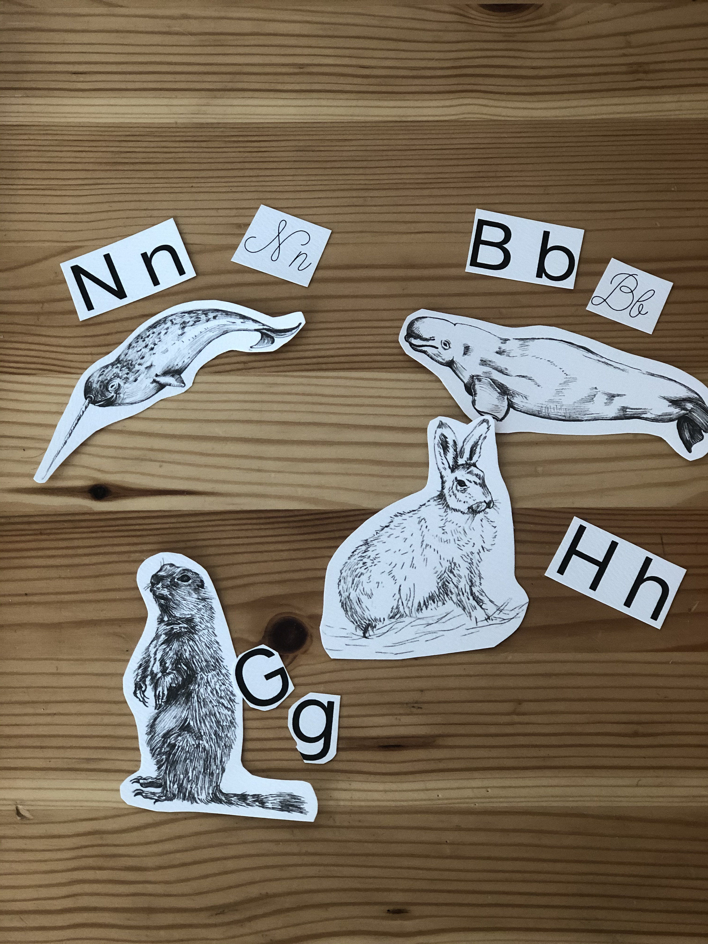 Arctic Tundra Biome Nature and Animal Unit- ABC Flashcards, Narwhal ...