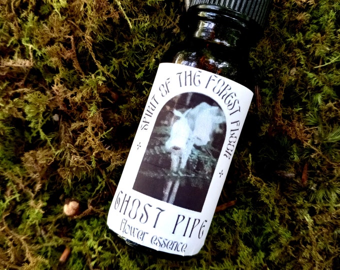 GHOST PIPE // Flower Essence, Indian Ghost Pipe, Monotropa Uniflora - Etsy