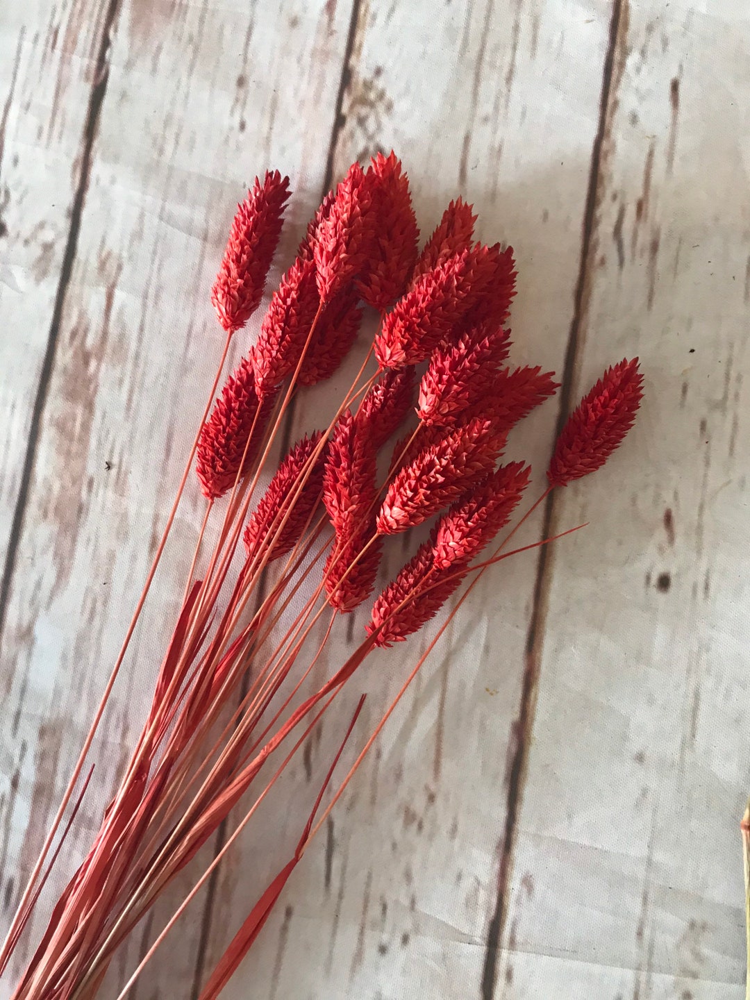 Red Canary Grass, Phalaris Dried Autumn Flowers for Craft, Wedding ...