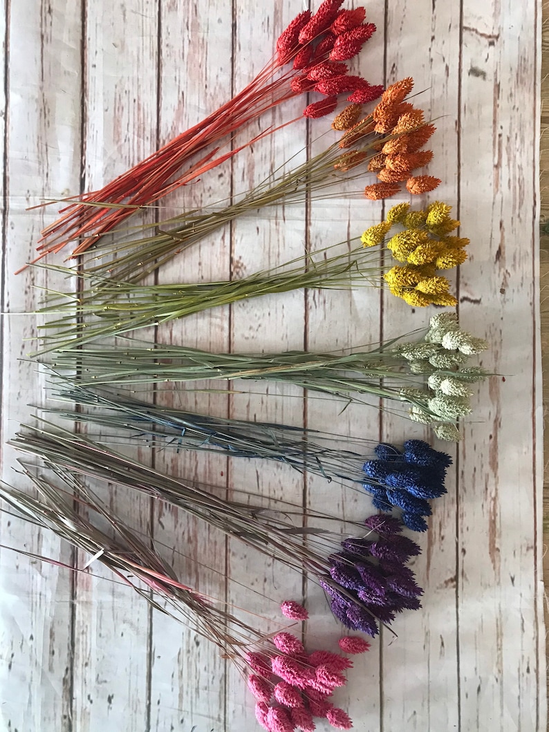 Green Canary Grass, Natural Phalaris Dried Flowers for Craft, Wedding ...