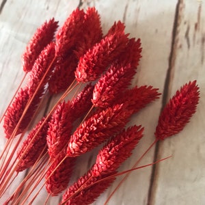 Red Canary Grass, Phalaris Dried Autumn Flowers for Craft, Wedding ...