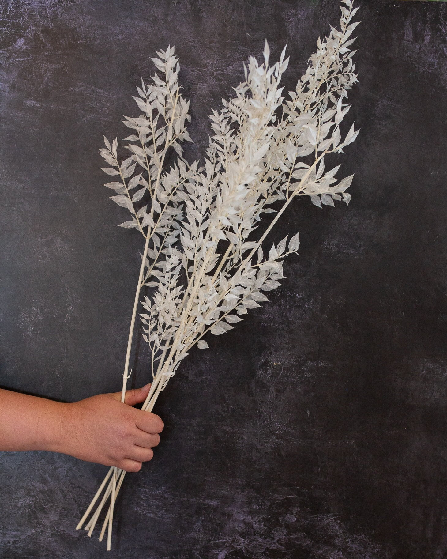 Bleached Preserved Ruscus Stems Dried Flowers for Crafting | Etsy