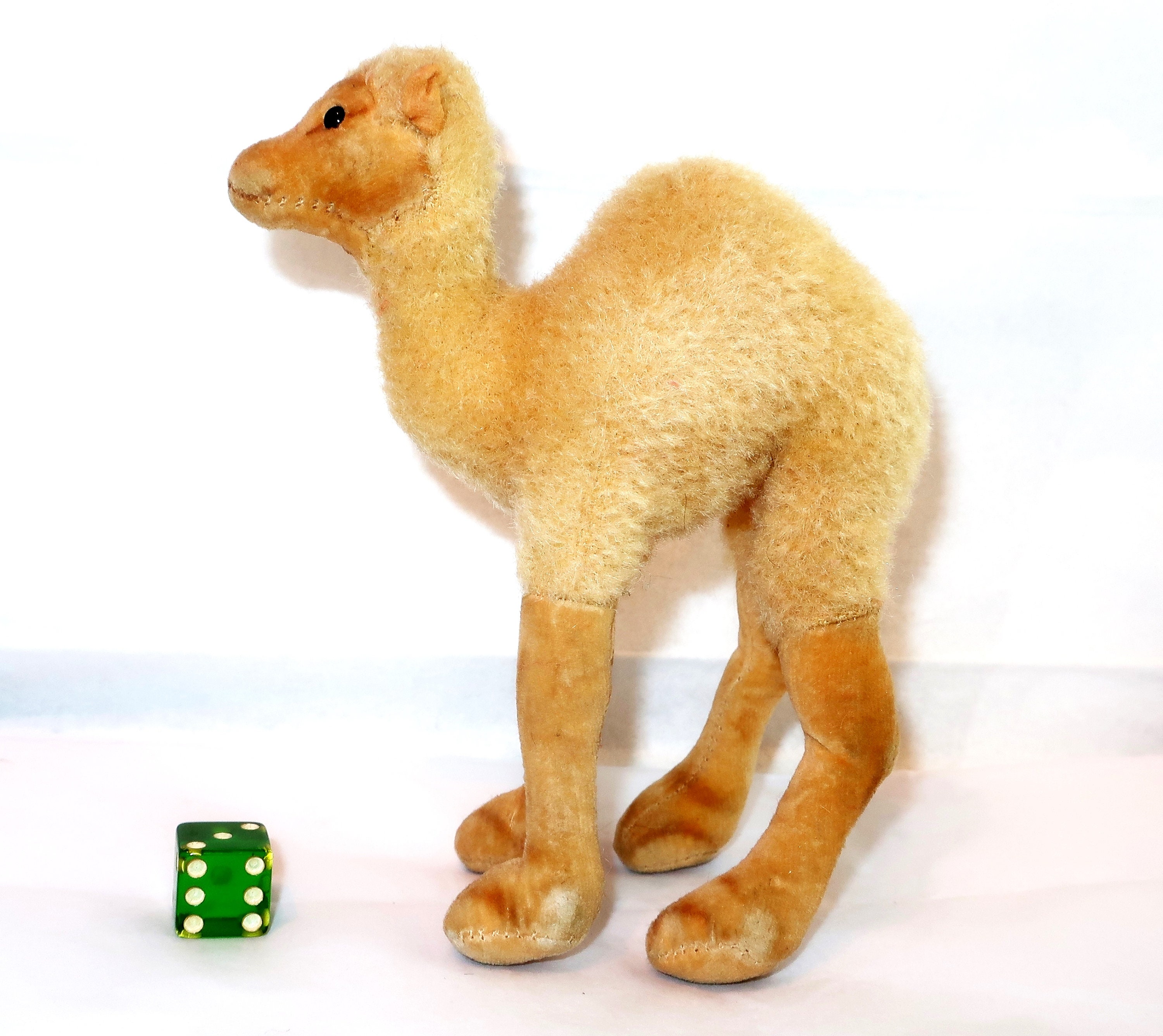 Baby Dromedary Camel