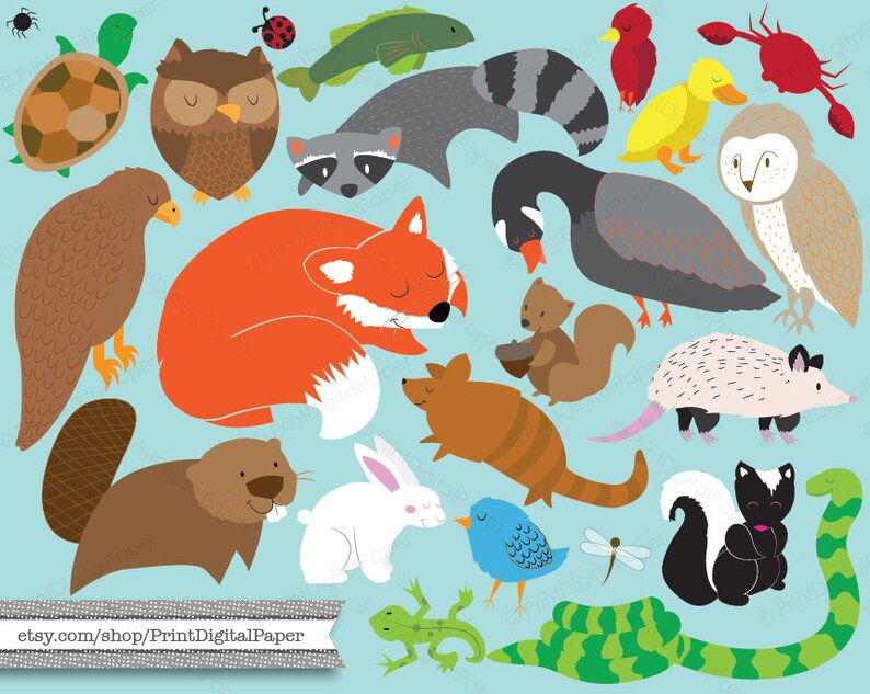 Woodland Animal Backyard Clip Art Commercial Use Fox Racoon Owl Hawk ...