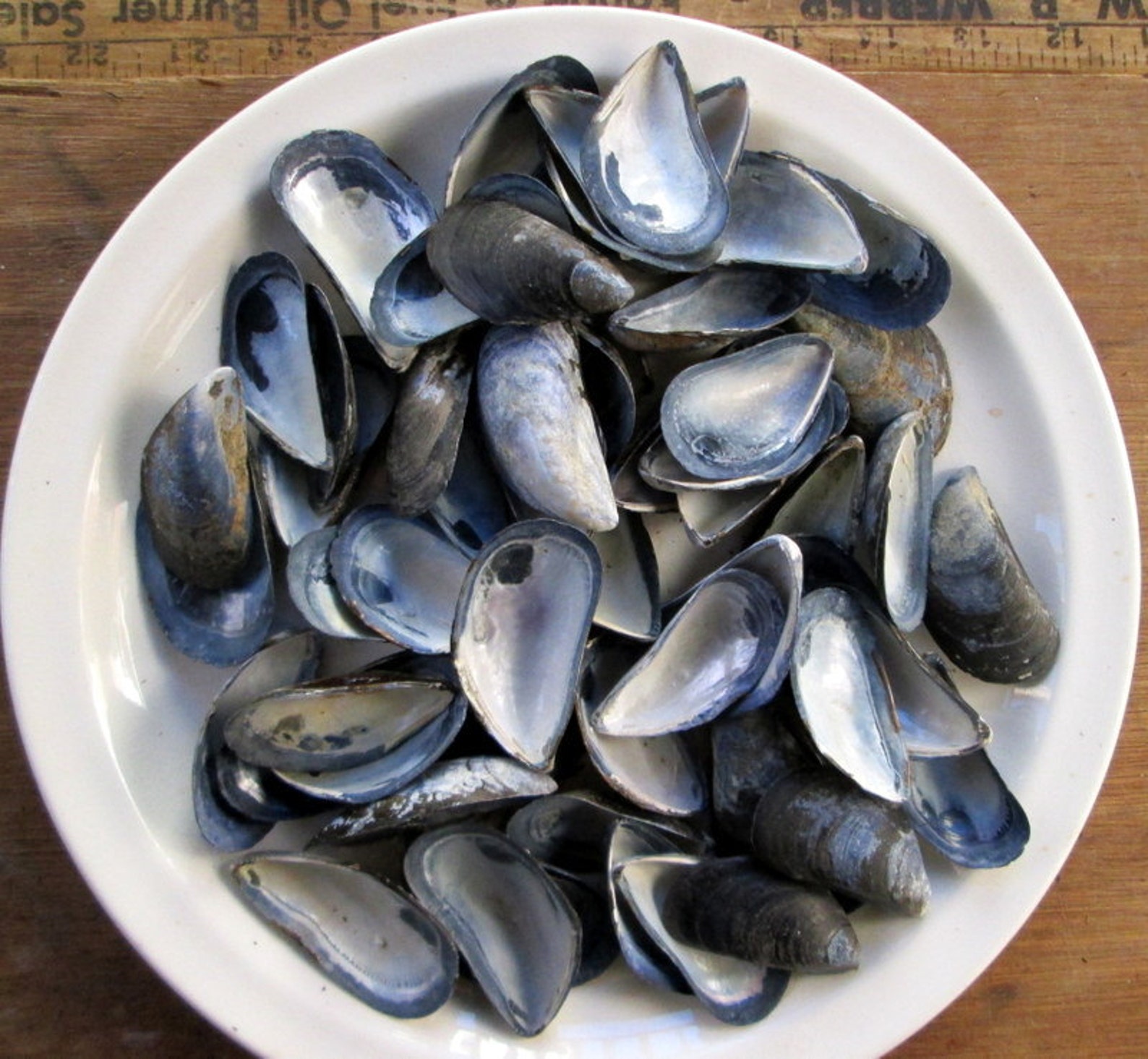 60 Pc Blue Mussel Shells Blue Mussels Natural Sea Shells - Etsy