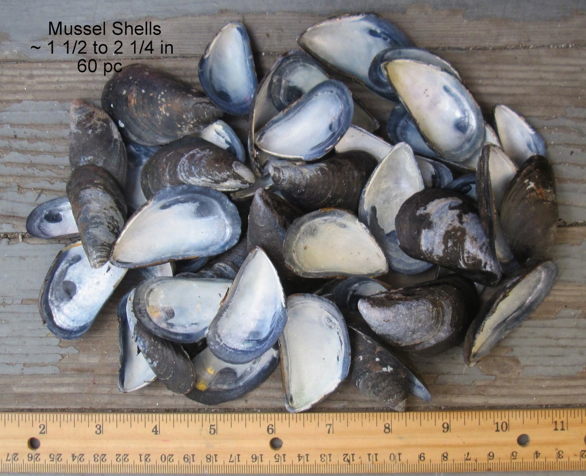 60 Pc Blue Mussel Shells Blue Mussels Natural Sea Shells - Etsy