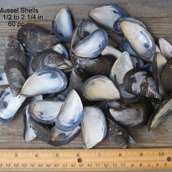Mussel Shells - Etsy