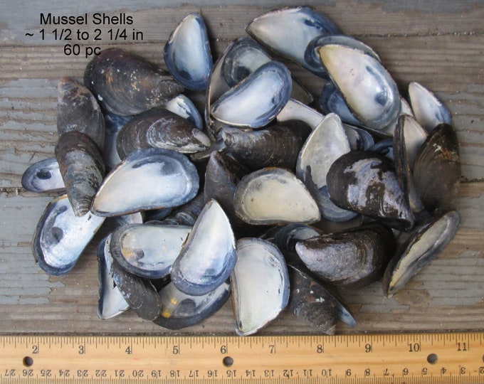 60 Pc Blue Mussel Shells, Blue Mussels, Natural Sea Shells, Natural ...