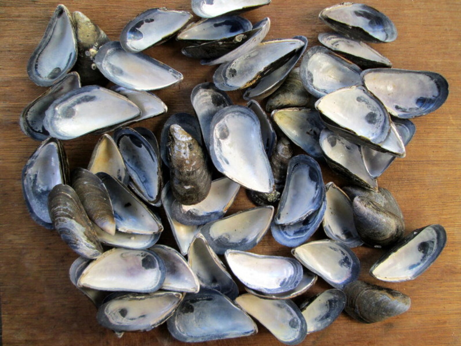 60 Pc Blue Mussel Shells Blue Mussels Natural Sea Shells - Etsy