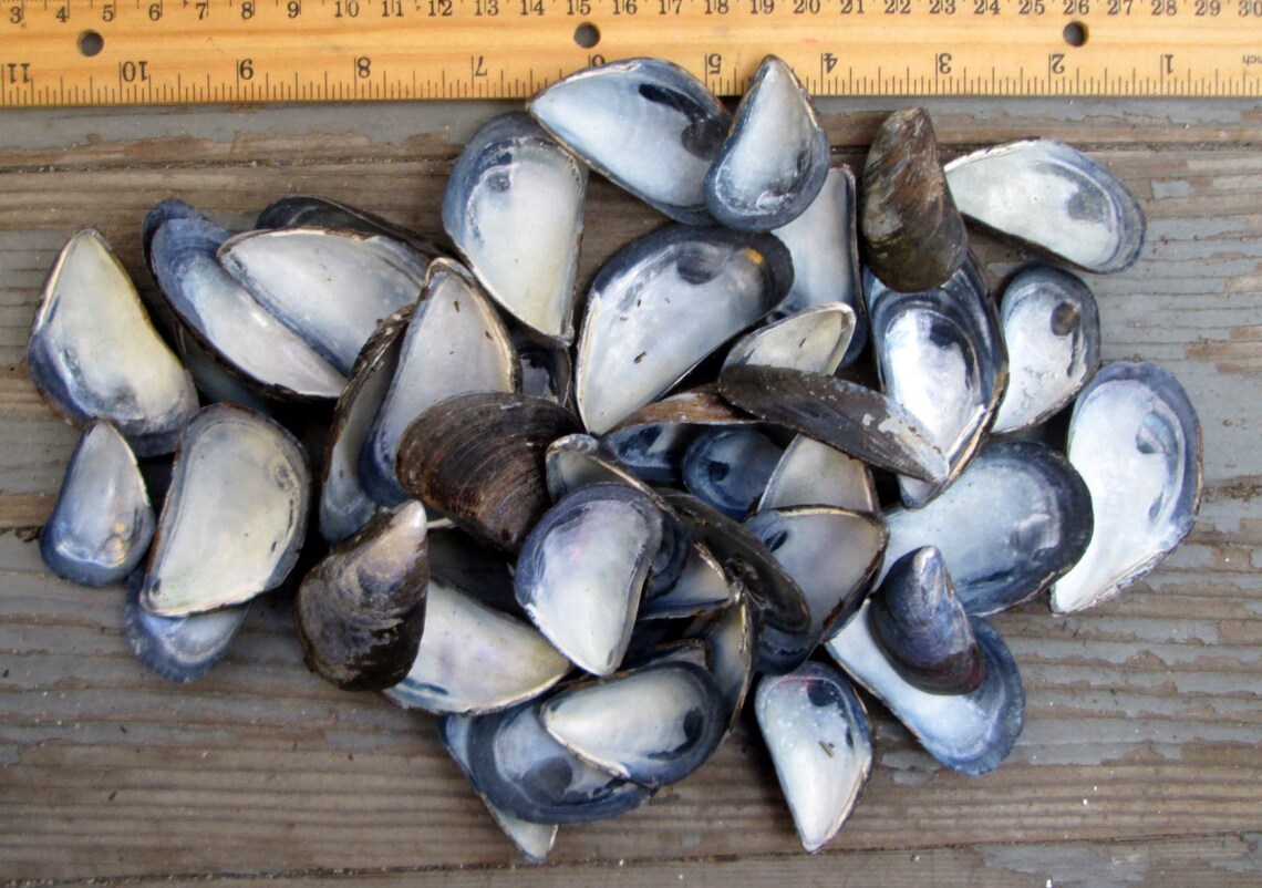 60 Pc Blue Mussel Shells Blue Mussels Natural Sea Shells - Etsy
