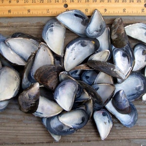 60 Pc Blue Mussel Shells Blue Mussels Natural Sea Shells - Etsy