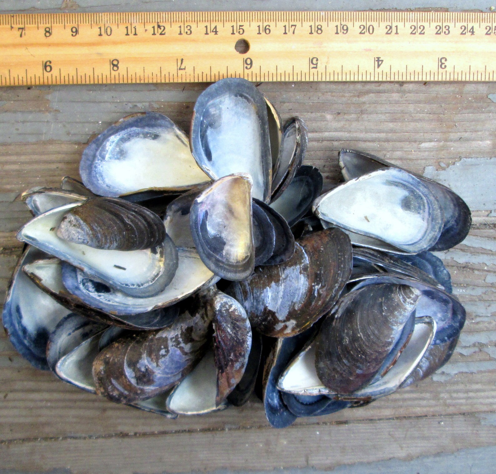 60 Pc Blue Mussel Shells Blue Mussels Natural Sea Shells - Etsy