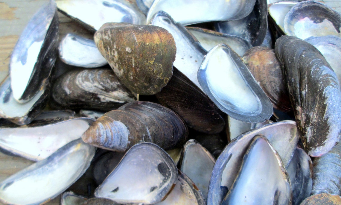 60 Pc Blue Mussel Shells Blue Mussels Natural Sea Shells - Etsy
