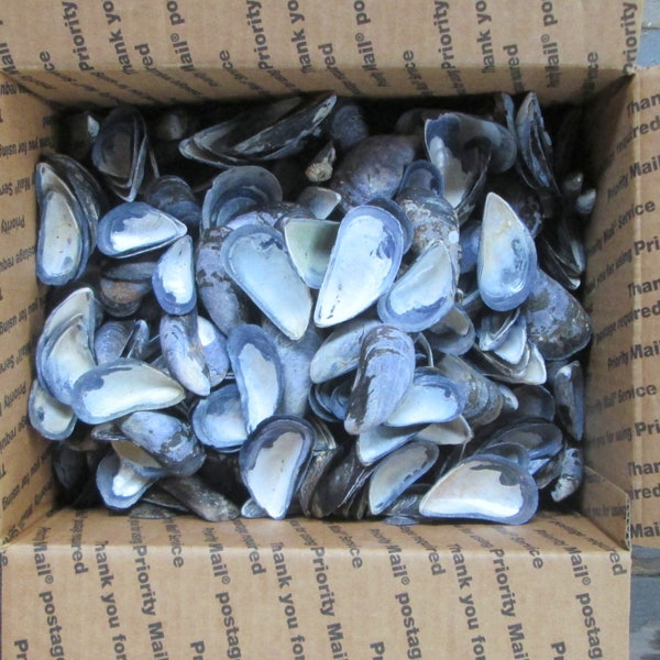 Mussel Shells - Etsy