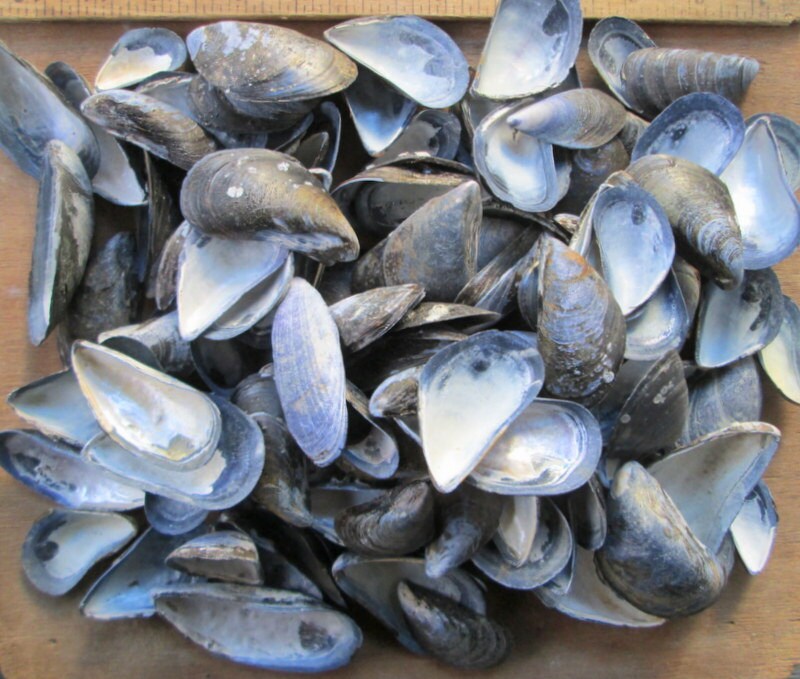 Bulk Natural Mussel Shells 150 Pc Assorted Size Atlantic - Etsy