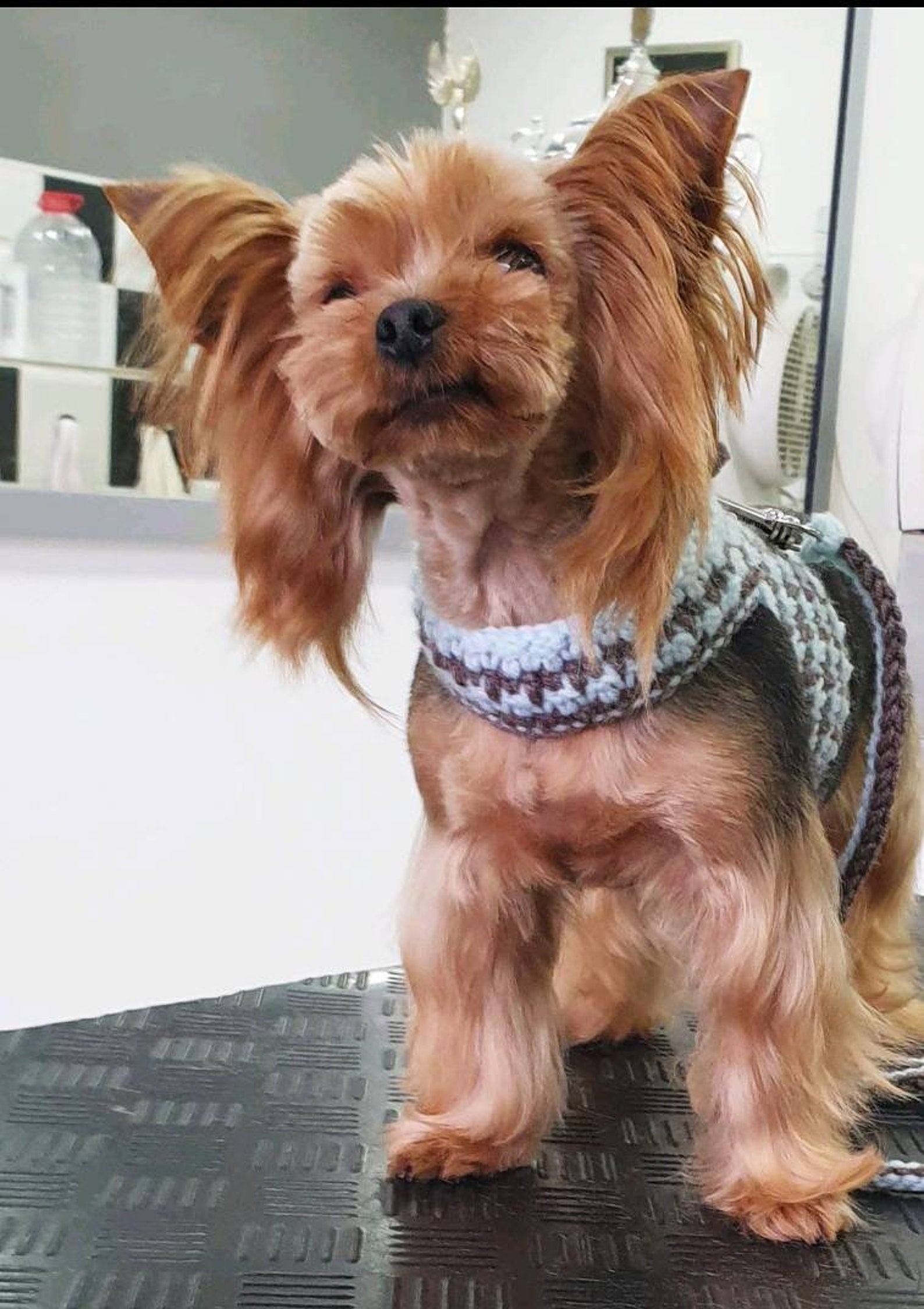 Handmade Dog Harness Dog Harness BOY Dog Harness and Leash Set Friendly ...