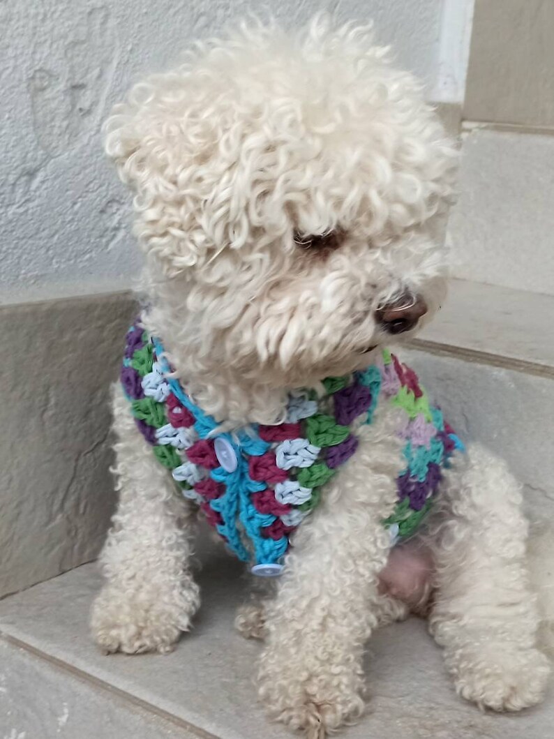 Granny Dog Sweater Small Dog Sweater Colorful Dog - Etsy