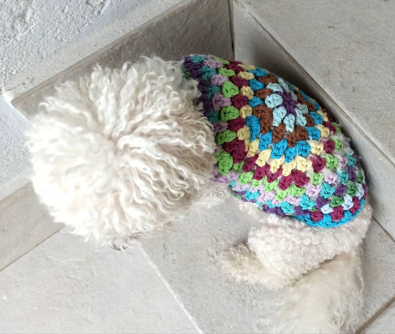 Granny Dog Sweater Small Dog Sweater Colorful Dog - Etsy